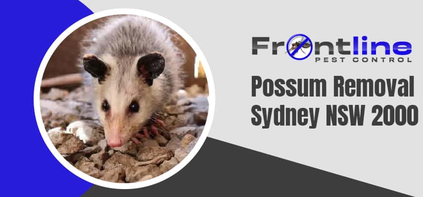 Possum Removal Sydney | Safe & Possum Removal Sydney
